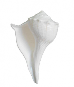 Which Type of Shankh is Good for Home: Benefits & Tips