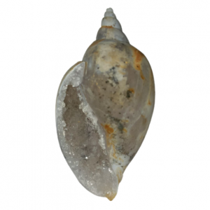 Which Type of Shankh is Good for Home: Benefits & Tips