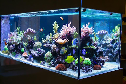 Fish Aquarium Placement as per Vastu in 2025 - Housiey